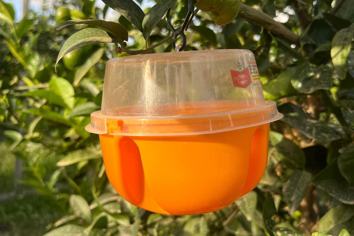 Gli insetti (utili) sono nostri alleati: ecco come proteggiamo gli agrumeti